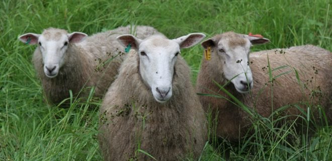 CISA | Community Involved In Sustaining Agriculture