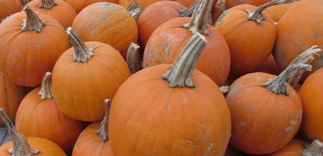 CISA | Community Involved In Sustaining Agriculture