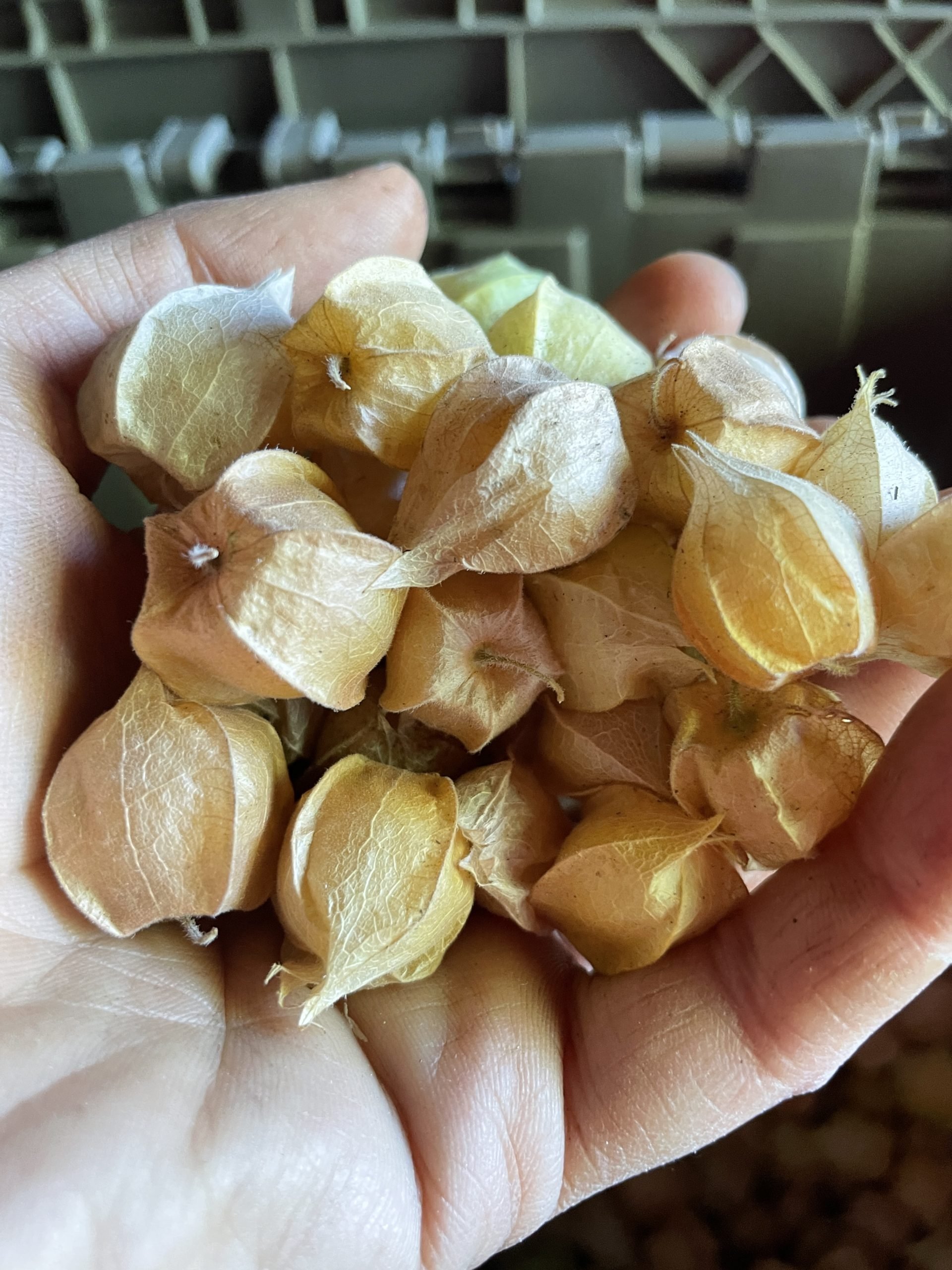 CISA – Community Involved In Sustaining Agriculture | Foxtrot Farm ...